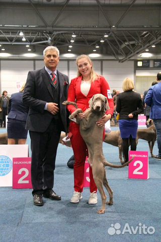 Веймаранер кобель предлагается для вязок