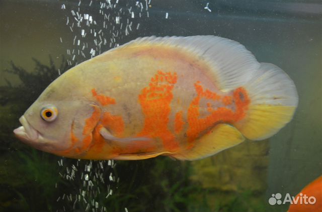 Астронотус альбинос 25 см -лучший друг в аквариуме