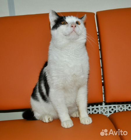 Красивейший кот Тишка