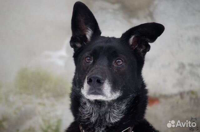 Блэк ищет дом