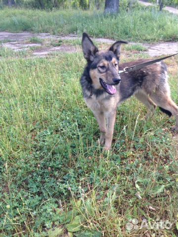 Замечательная собачка