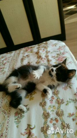 Котенок Самый ласковый мальчик 3 мес