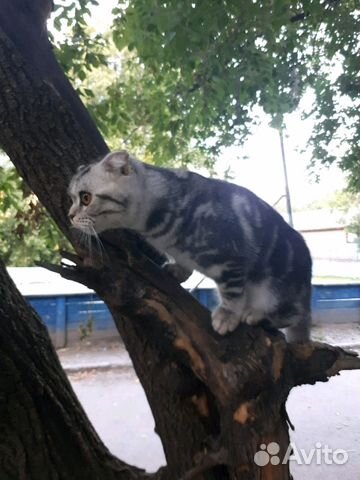 Вязка шотландец вислоухий скотиш-фолд