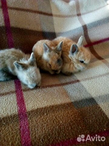 Львиноголовые крольчата