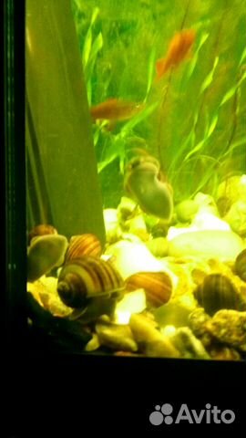 Цветныее ампулярии, мелании