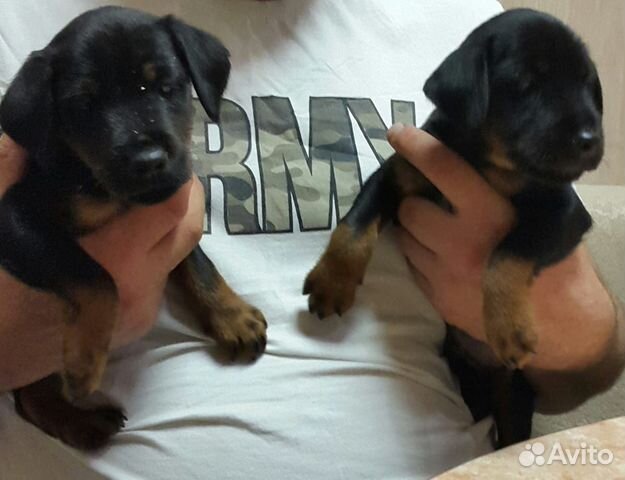 Щенки ягдтерьера