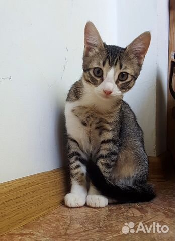 Котята. Тигристая девочка-красавица. Севастополь