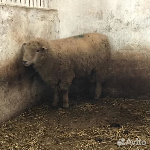Баран племенной