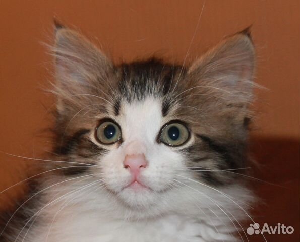 Котенок Кузя - 2 месяца