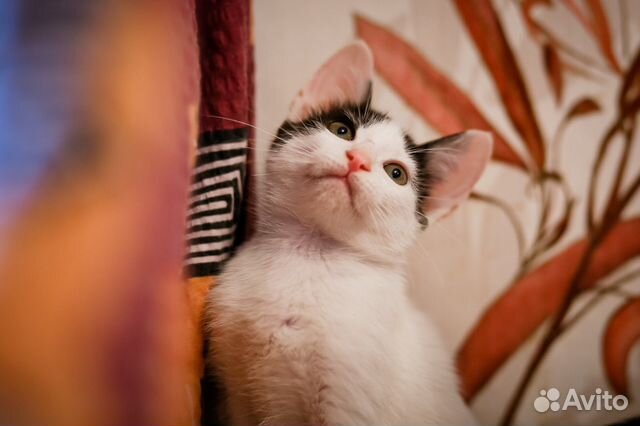 Котята мальчики 7 мес