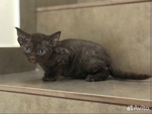 Девон рекс кошечка Шоколадная
