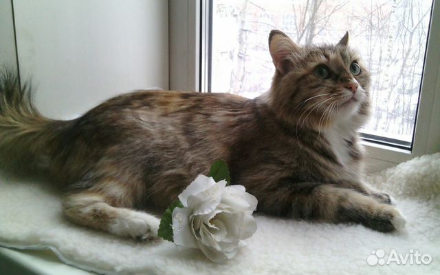 Кошечка в добрые руки