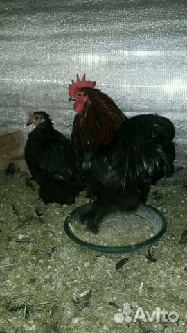 Карликовые кохинхины