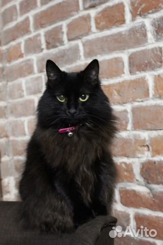 Очаровательная красавица Тучка ищет Семью