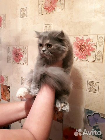 Персидская кошечка