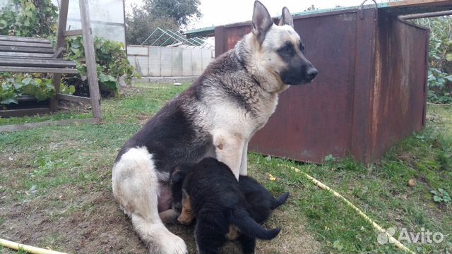 Красивые щенки от восточноевропейской овчарки