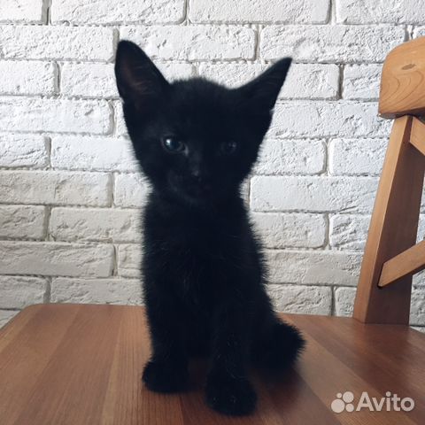 Котята утята