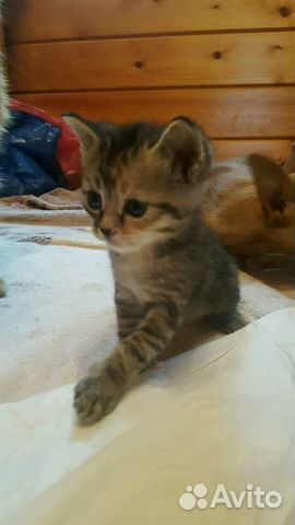 Без кота- и жизнь, не та