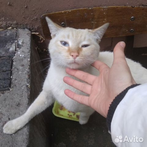 Котик взрослый (похоже тайский)