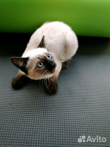 Сиамский котенок (Кот)