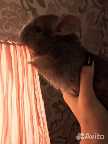 Продаётся шиншилленок