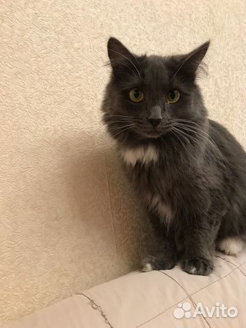 Кошечка красотка - Челси ищет дом