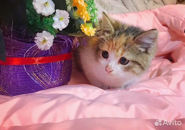 Трехцветные малыши