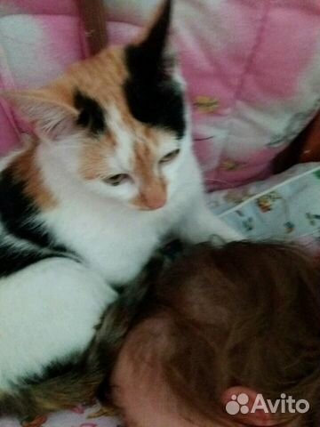 Котёнок от кошки породы корниш рекс