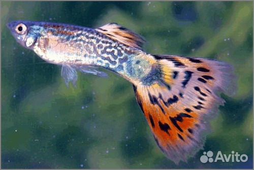 Меченосцы и гуппи