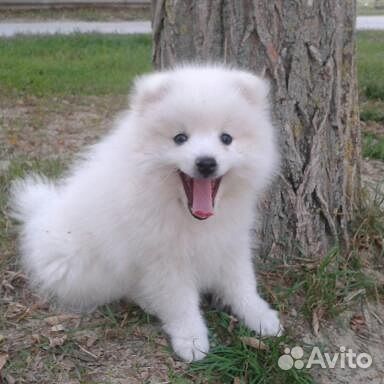 Детки белого шпица
