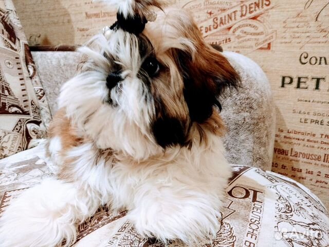 Девочка породы ши-тцу с документами