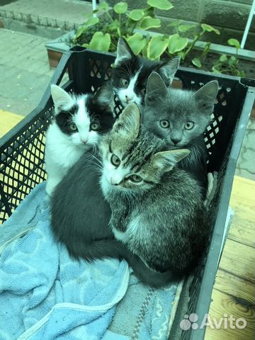 Котята