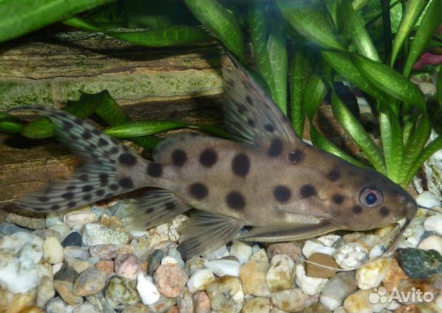 Сом таракатум и сом синодонтис (перевертыш)