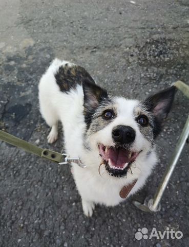 Сонечка в добрые руки