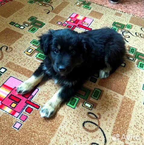 Меховой мальчишка ищет семью