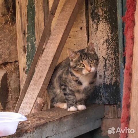 Котята в беде