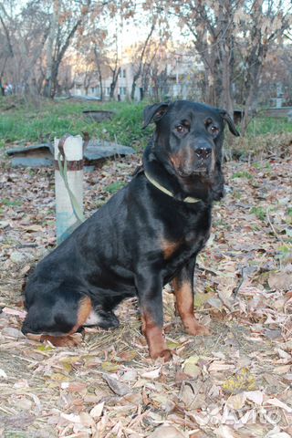 Отдам в хорошие руки