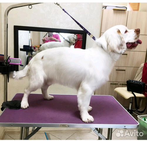 Кламбер спаниель