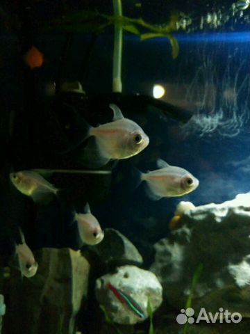 Тернеции и меченосцы