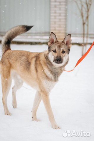 Активный добродушный пес для семьи