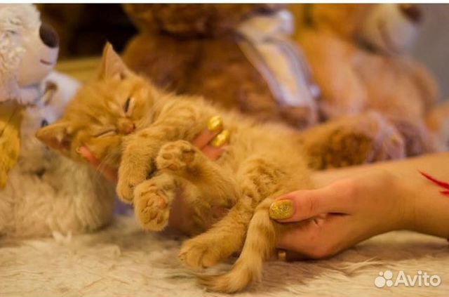 Котенок Бутуз в добрые руки