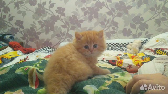 Персидский рыжий котенок