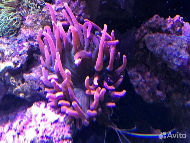 Пузырьковые актинии