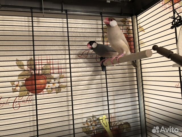 Рисовая амадина, рисовка