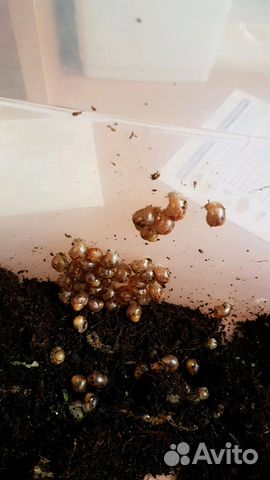 Ахатинские улитки