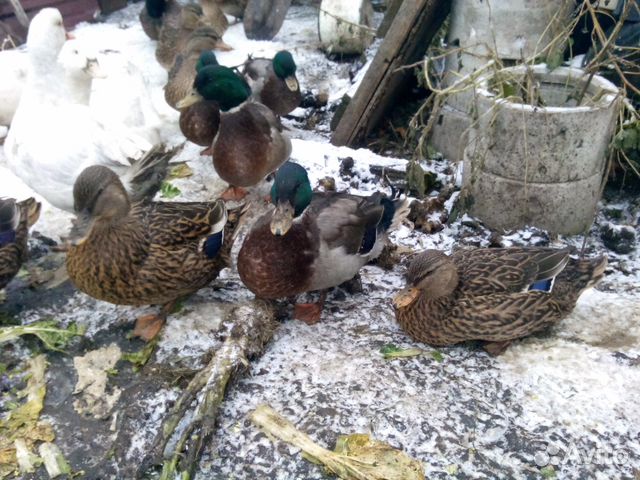 Утки подсадные