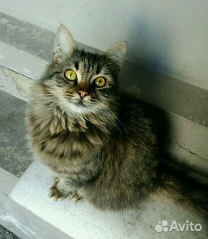 Пушистик Барсик