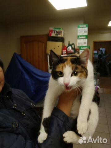 Найдена кошка трёхцветка