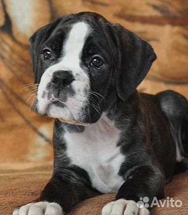 Настоящий боксер