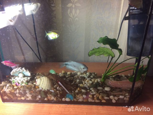 Аквариум с рыбками